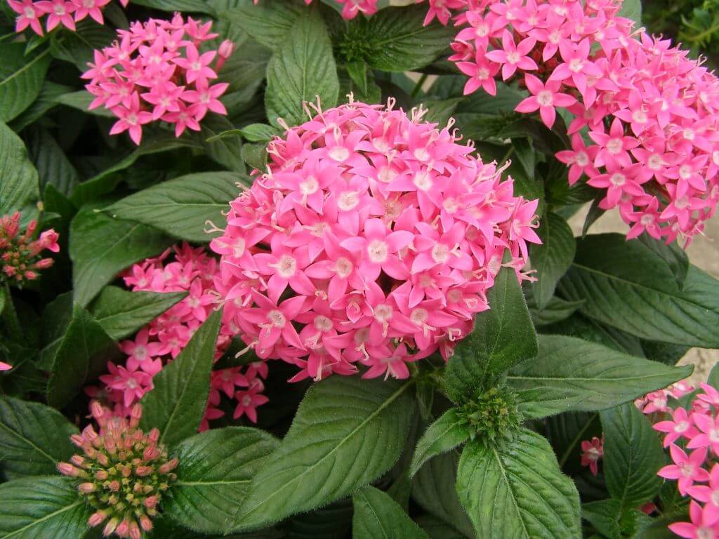 PLANT OF THE WEEK: PENTAS - Garden Guy, Inc